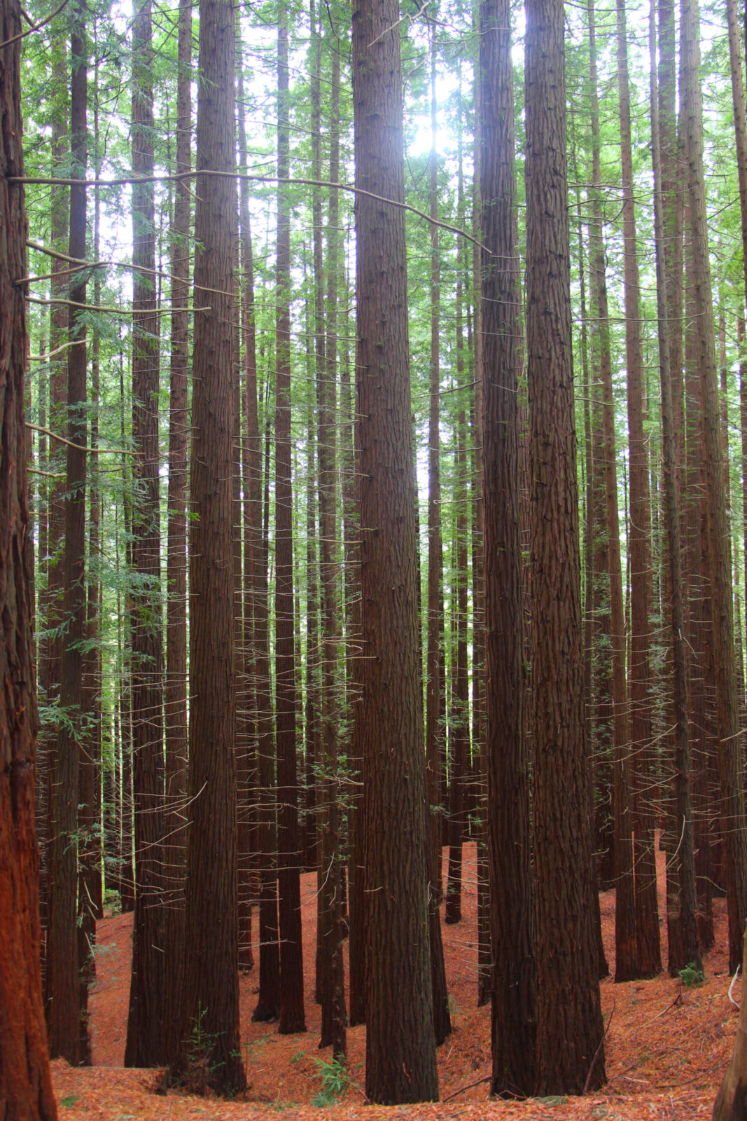 Bosque de secuoyas, Cabezón de la Sal. Un paraí­so natural en Cantabria ...